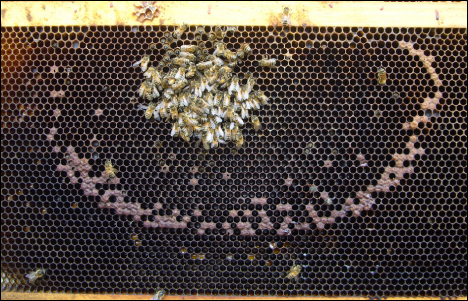 The Nosema Problem: Part 1 - It’s “Common Knowledge” that Nosema Causes ...
