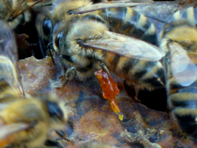 Sick Bees - Part 3: The Bee Immune System - Scientific Beekeeping