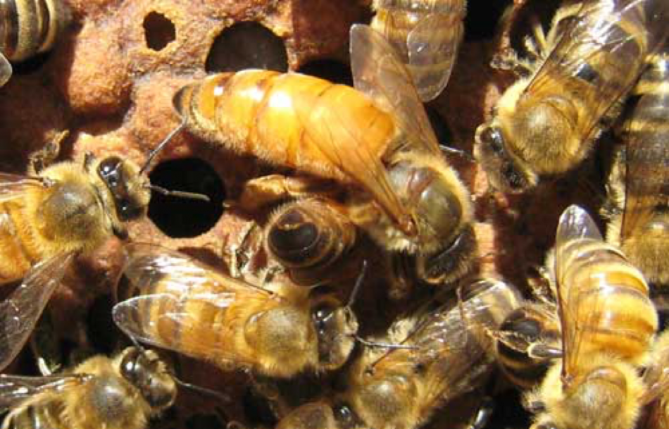 The Economy of the Hive - Part 1 - Scientific Beekeeping