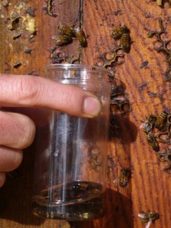 The "Nosema Twins" - Part 3 Sampling - Scientific Beekeeping