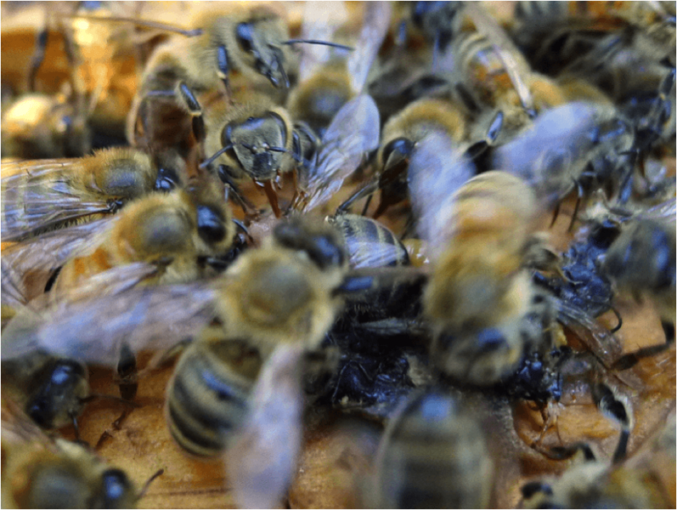 The Nosema Problem: Part 3 - Seasonality and Effects of Nosema ...