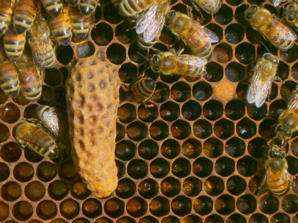 The Nosema Problem: Part 6 - Treatment - Scientific Beekeeping