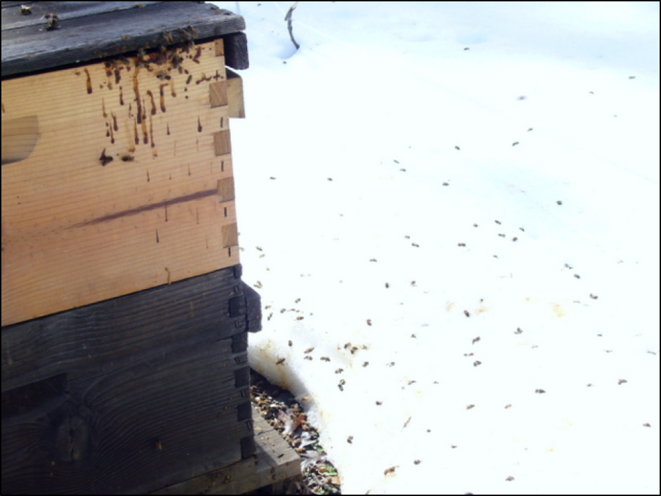 The Nosema Problem: Part 7a - The Causes of Dysentery in Honey Bees ...