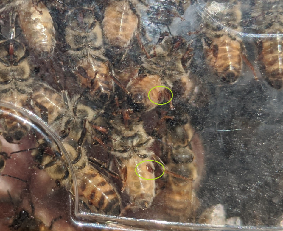 Refining the Mite Wash: Part 3 - Dislodgement, Precipitation and ...