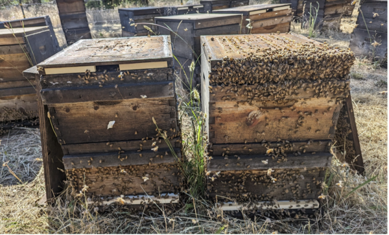 Experimenting with Formic Acid - Scientific Beekeeping