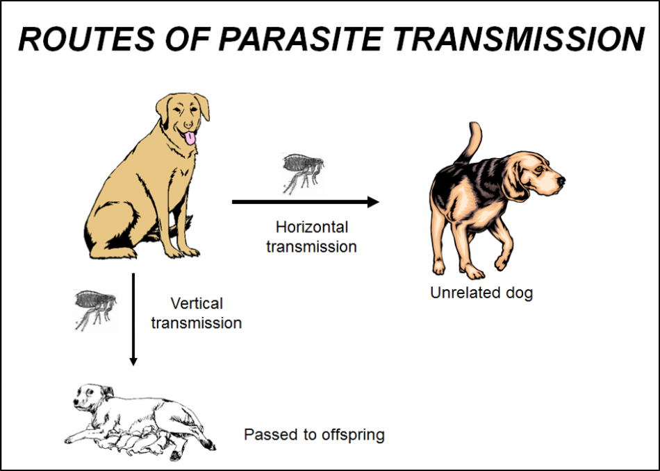 The Varroa Problem: Part 3 - A Creation of Our Own Doing - Scientific ...
