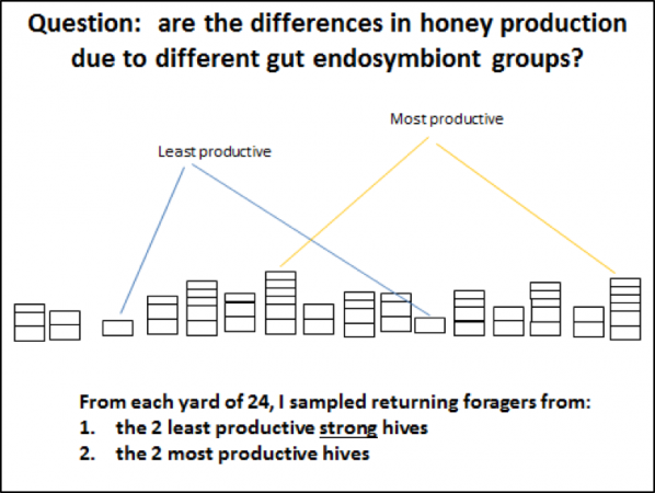 Probiotics and Colony Productivity - Scientific Beekeeping