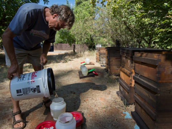 Light or Heavy Syrup For Drawing Foundation? - Scientific Beekeeping