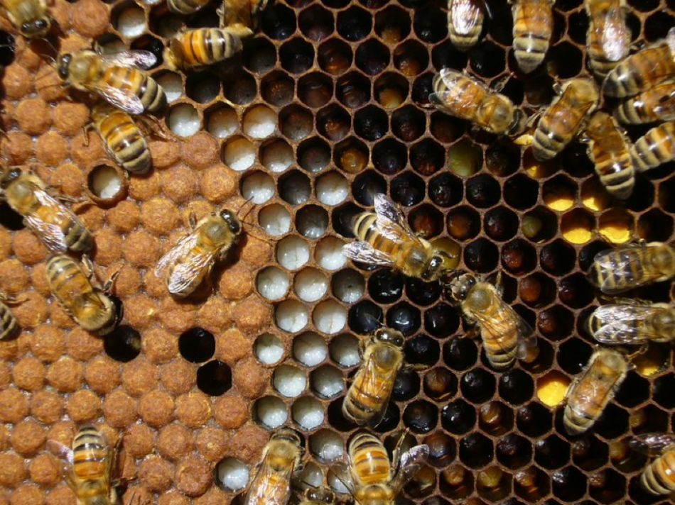 Understanding Colony Buildup and Decline - Part 2 - Scientific Beekeeping