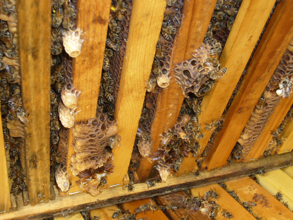 Understanding Colony Buildup and Decline: Part 7a - The Swarming ...