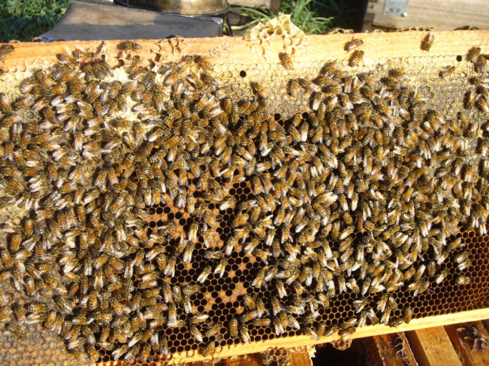 A Comparative Test Of The Pollen Subs (Part 1 & 2) - Scientific Beekeeping