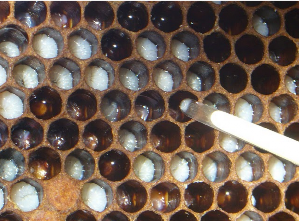 Queens For Pennies - Scientific Beekeeping