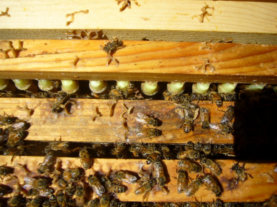 Queens For Pennies - Scientific Beekeeping