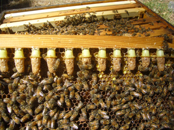 Queens For Pennies - Scientific Beekeeping