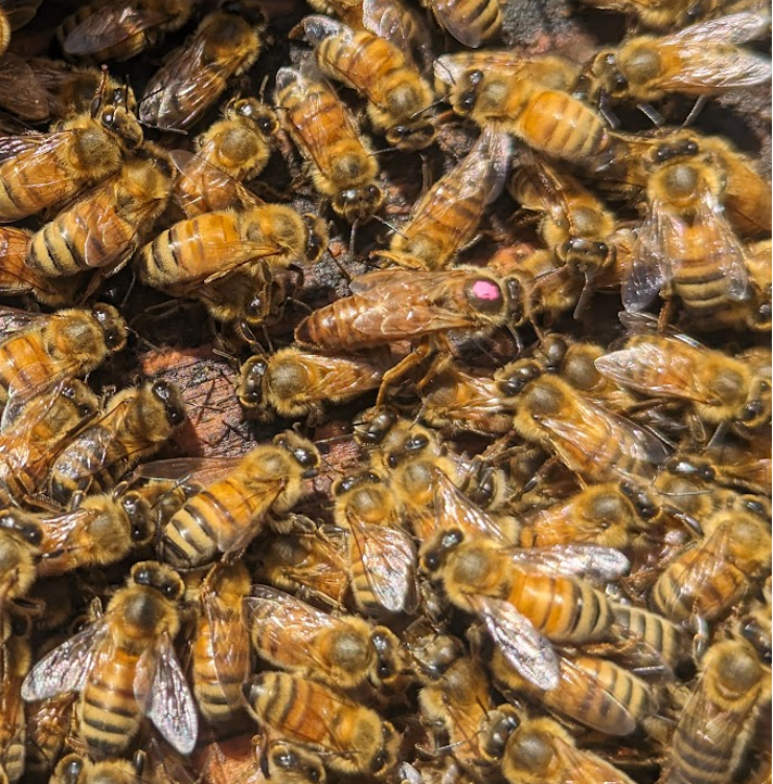 Experimenting with Formic Acid - Scientific Beekeeping
