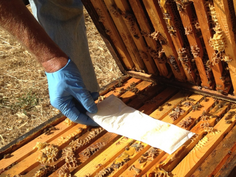A Test of Late-Summer Varroa Treatments - Scientific Beekeeping