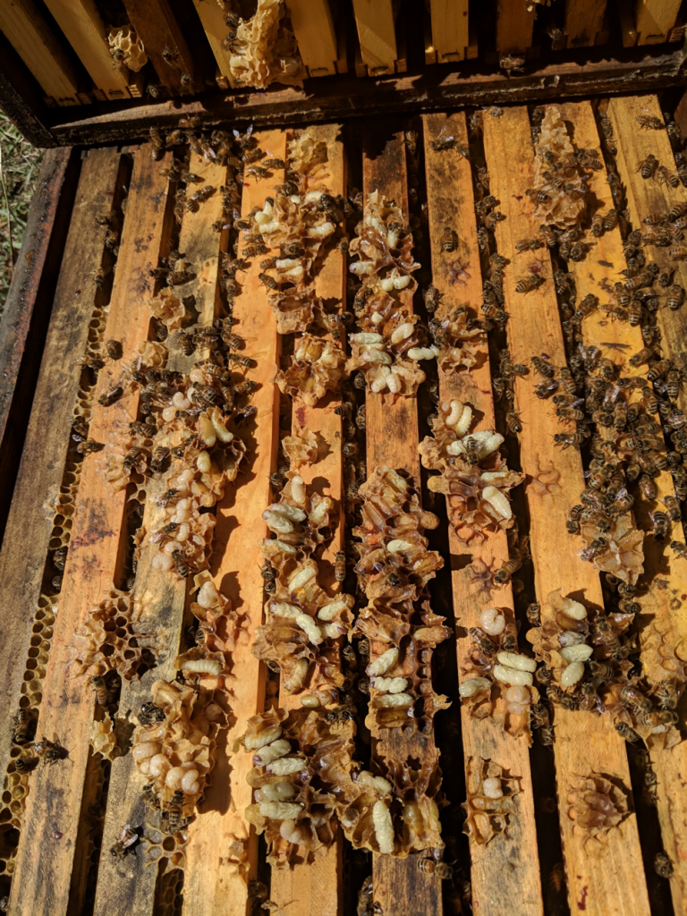 Selective Breeding for Mite Resistance: Walking the Walk - Scientific ...