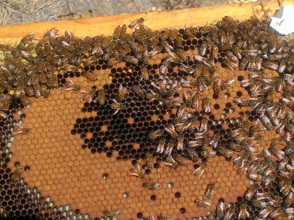 A Comparative Test Of The Pollen Subs (Part 1 & 2) - Scientific Beekeeping