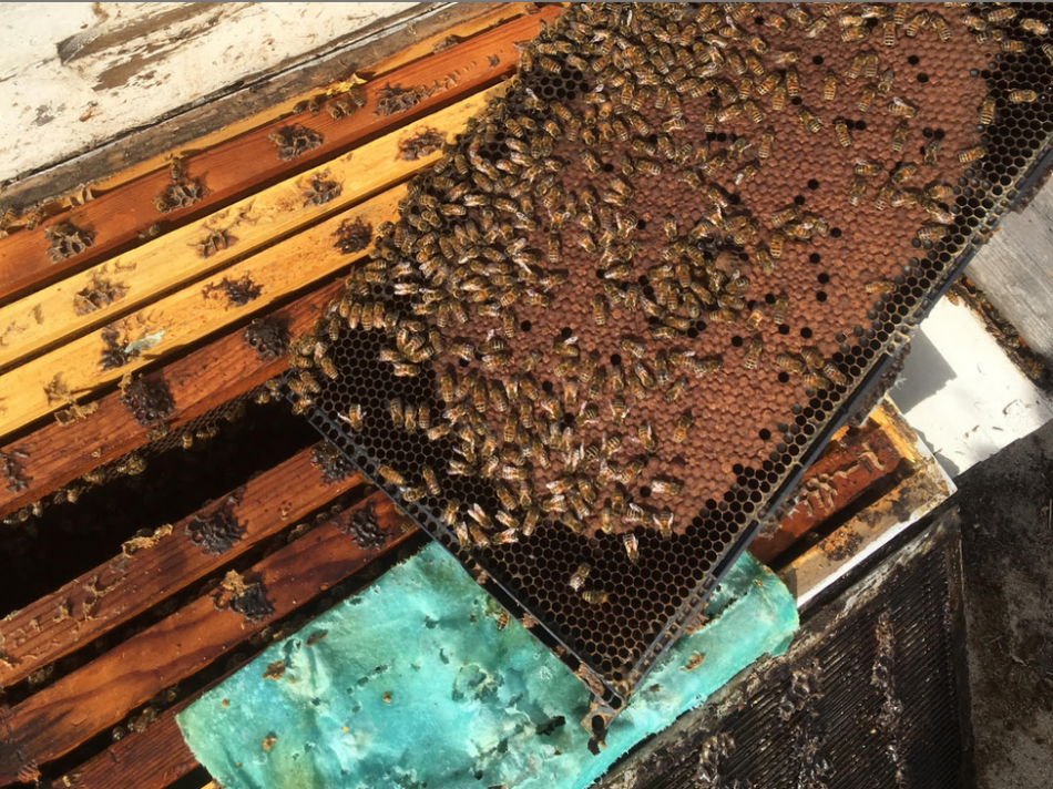 Beyond Taktic® -Beekeeper-Funded Research - Scientific Beekeeping