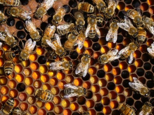 An Adaptable Workforce - Scientific Beekeeping