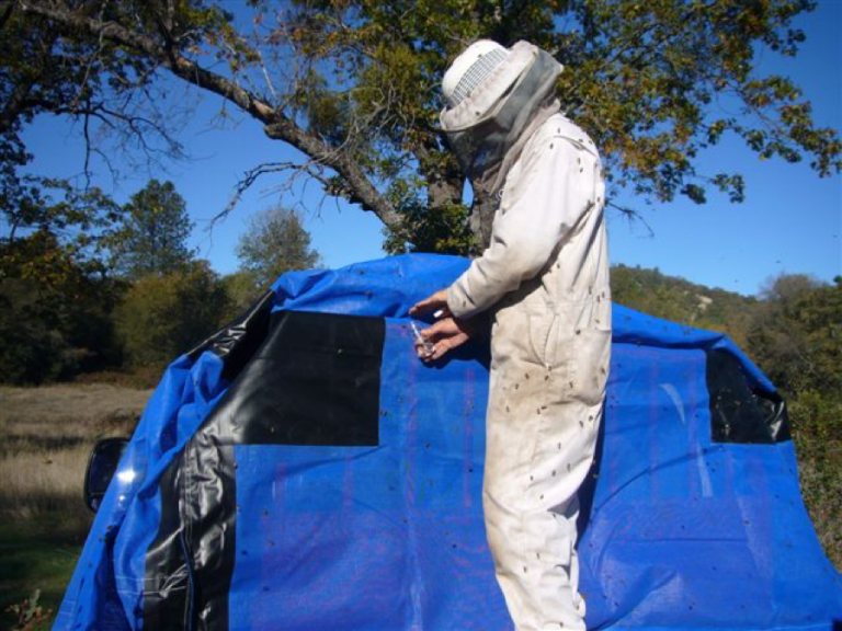 The "Nosema Twins" - Part 3 Sampling - Scientific Beekeeping