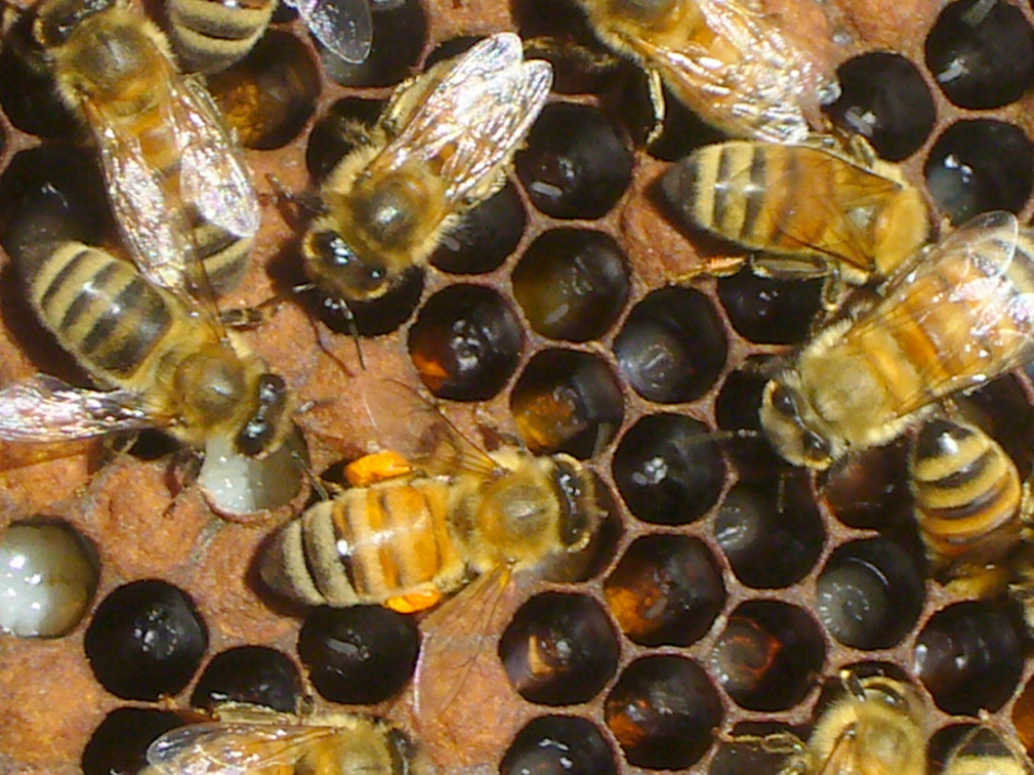 The Nosema Problem: Part 3 - Seasonality and Effects of Nosema ...