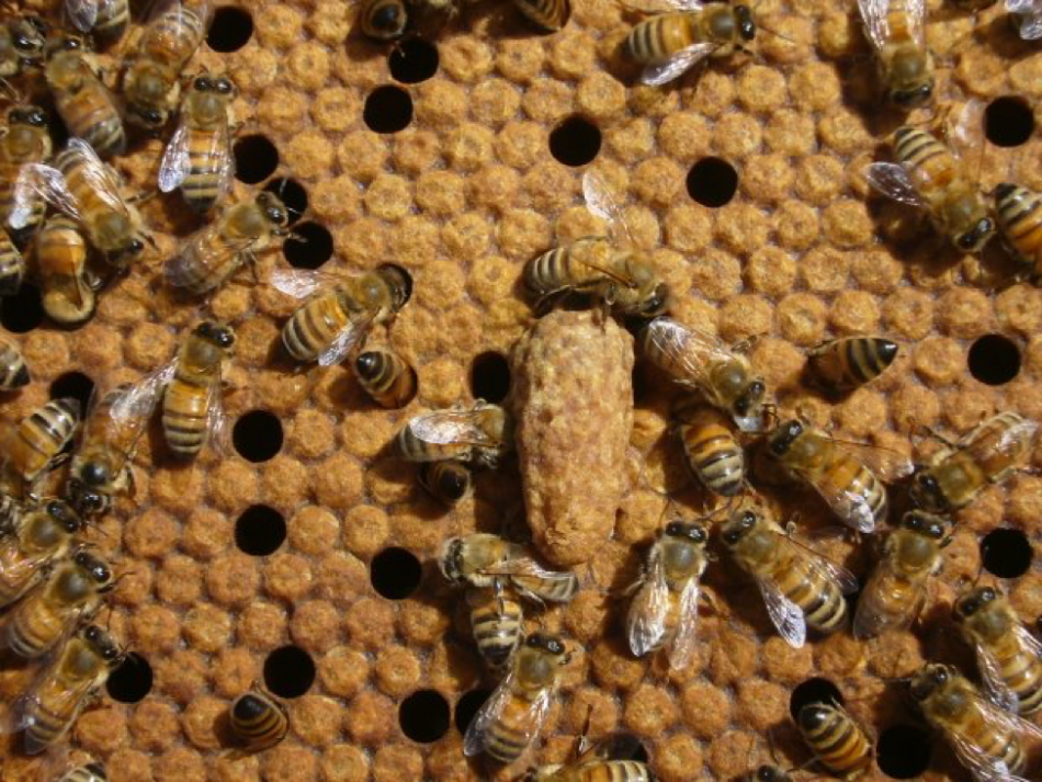 The Nosema Problem: Part 4 - Nosemosis - Scientific Beekeeping