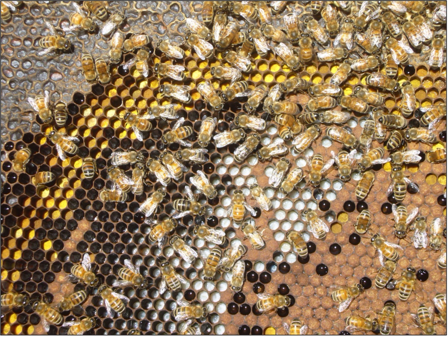 Observations on Pollen Subs: Part 3-Placement of the Pollen ...