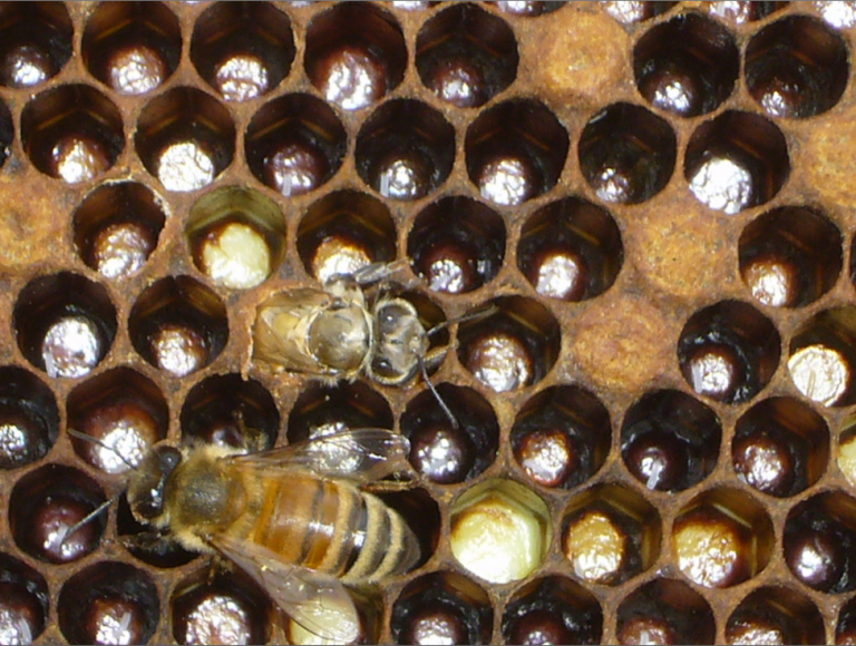 Understanding Colony Buildup and Decline: Part 9a - The Regulation of ...