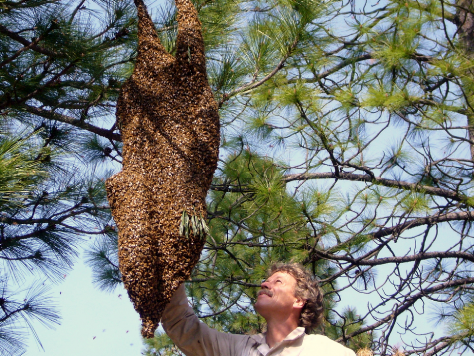 Understanding Colony Buildup and Decline: Part 7a - The Swarming ...