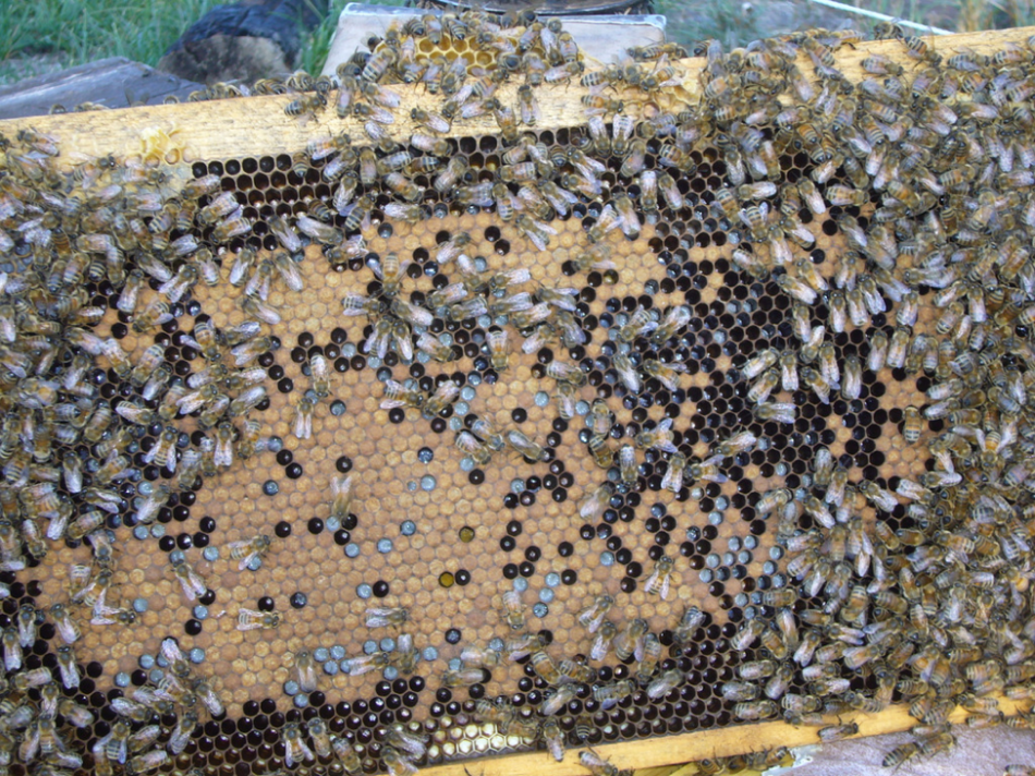 A Comparative Test Of The Pollen Subs (Part 1 & 2) - Scientific Beekeeping