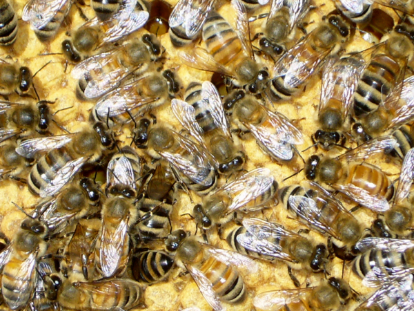 What's Happening To The Bees? - Part 4: The Genetic Consequences of ...