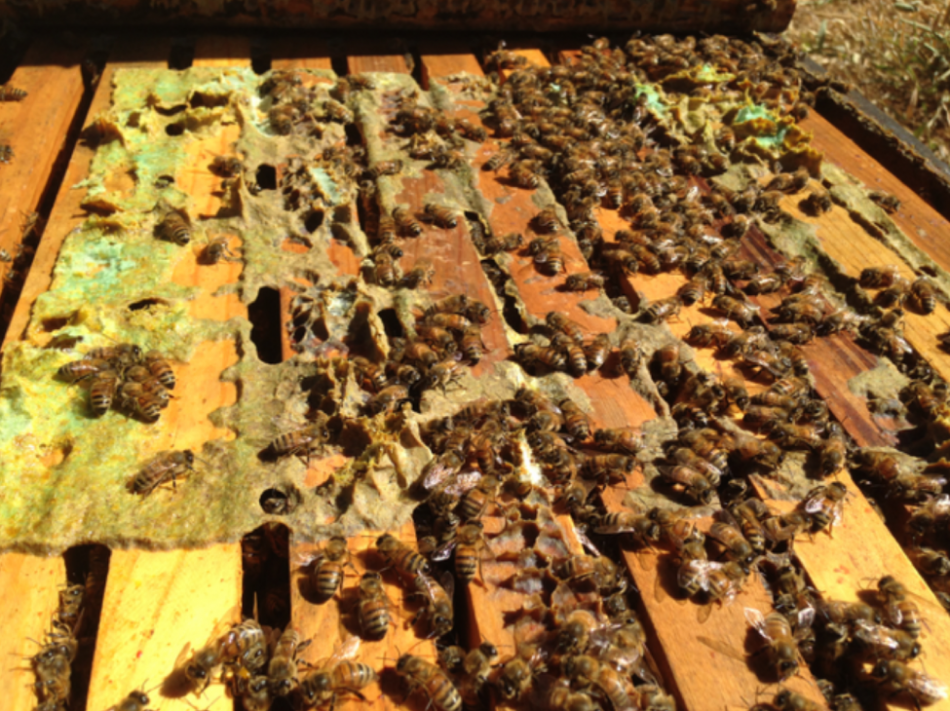 Beyond Taktic® -Beekeeper-Funded Research - Scientific Beekeeping