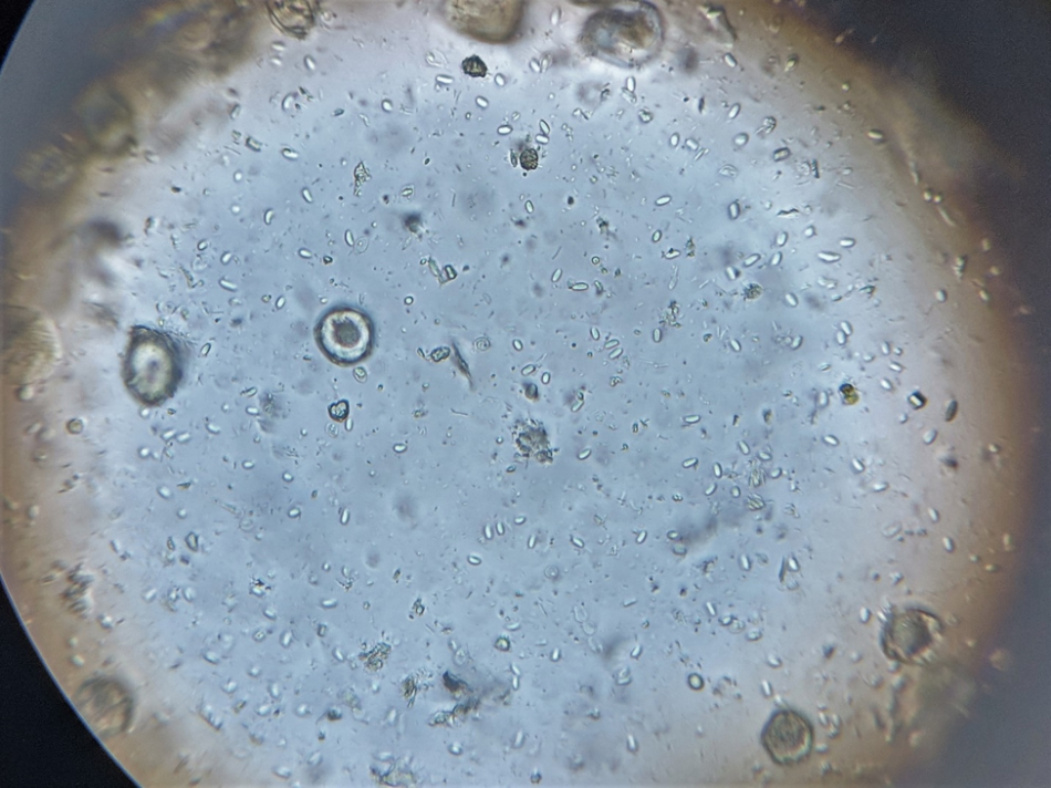 The Nosema Problem: Part 1 - It’s “Common Knowledge” that Nosema Causes ...