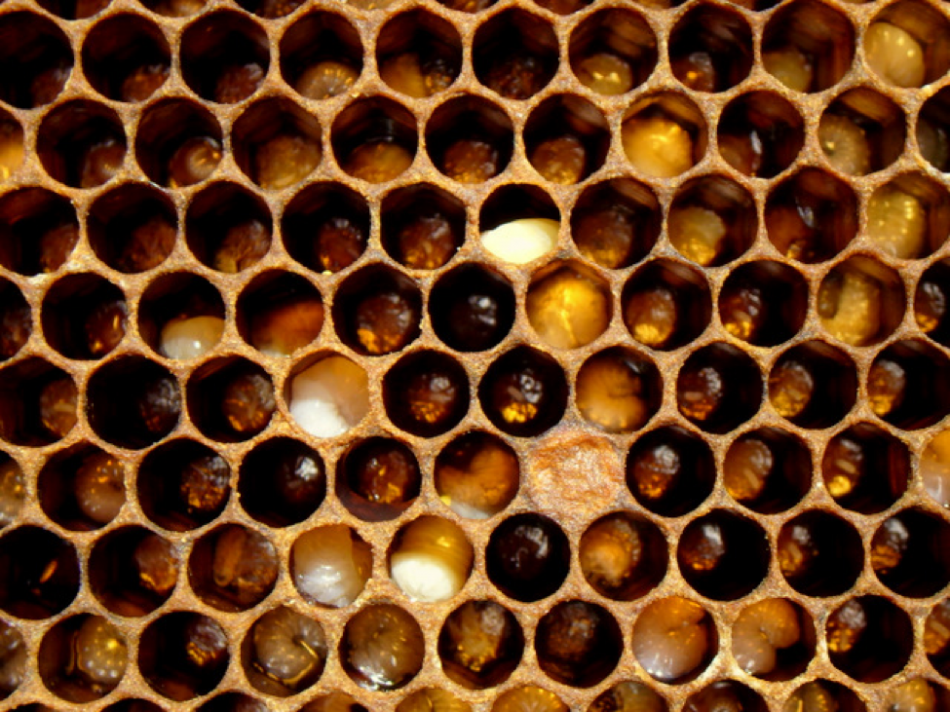 Sick Bees - Part 1 - Scientific Beekeeping