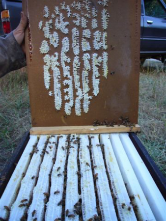 Trial of HoneySuperCell® Small Cell Combs - Scientific Beekeeping