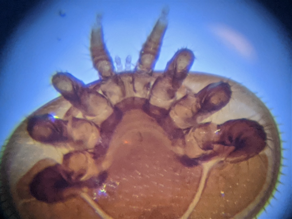 Refining the Mite Wash: Part 2 - Mite Release - Scientific Beekeeping