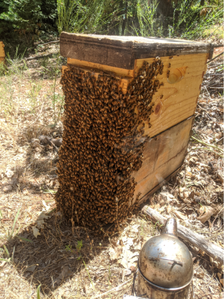 Mite Control While Honey is on the Hive: Part 3 - Scientific Beekeeping