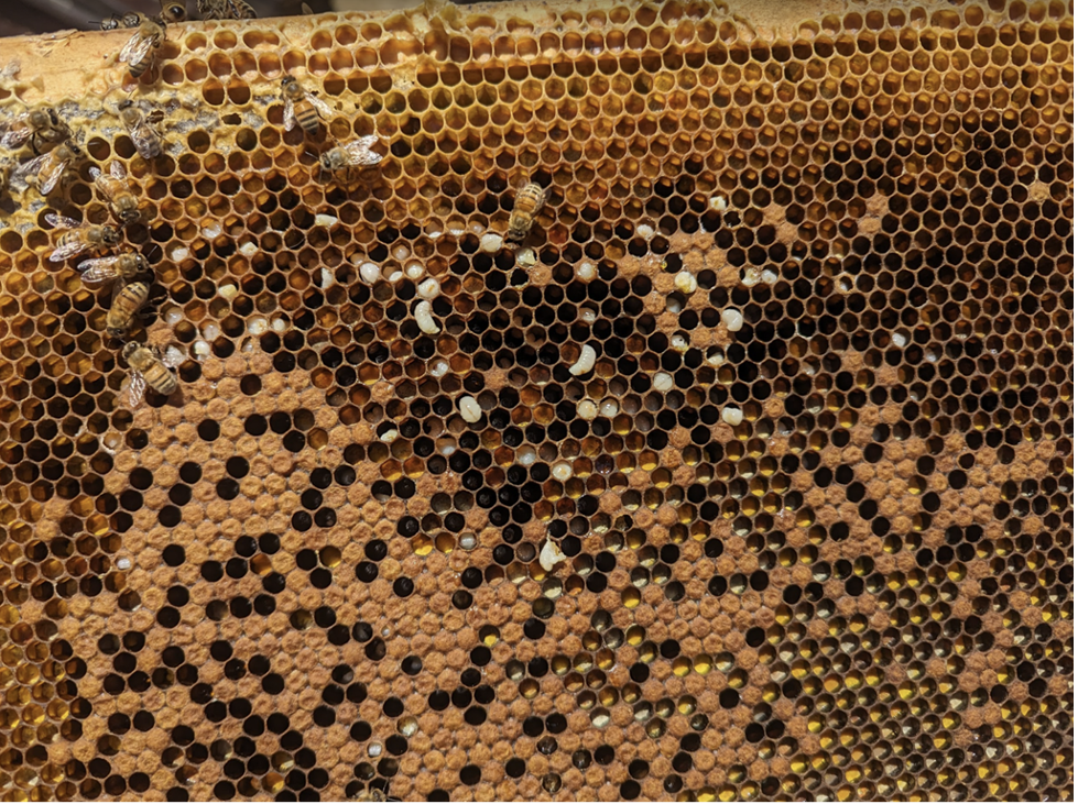 Experimenting with Formic Acid - Scientific Beekeeping