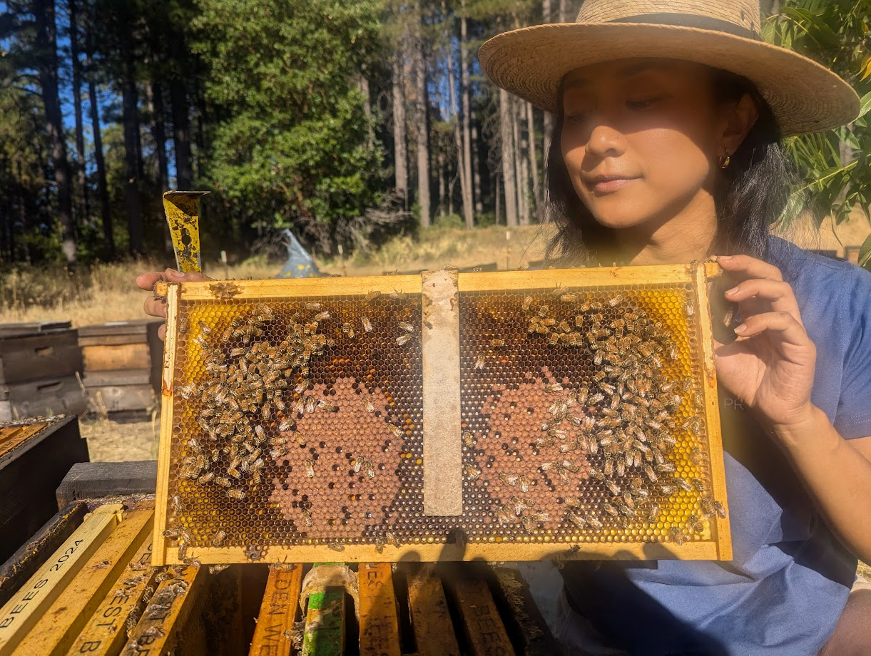 A Trial of Some Summer Treatments - Scientific Beekeeping