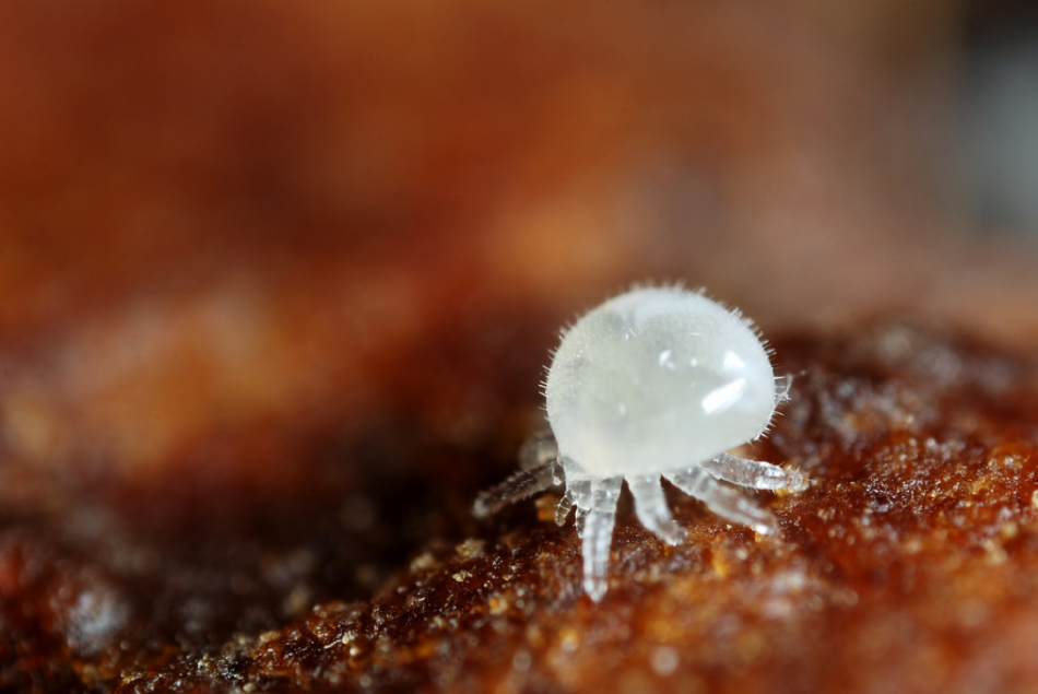 The Varroa Problem: Part 9- Knowing Thine Enemy - Scientific Beekeeping