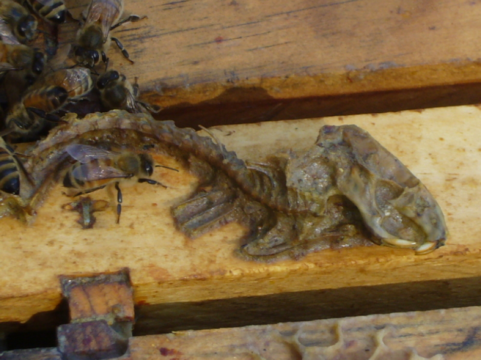 Understanding Colony Buildup and Decline: Part 13a - The Physics of the ...