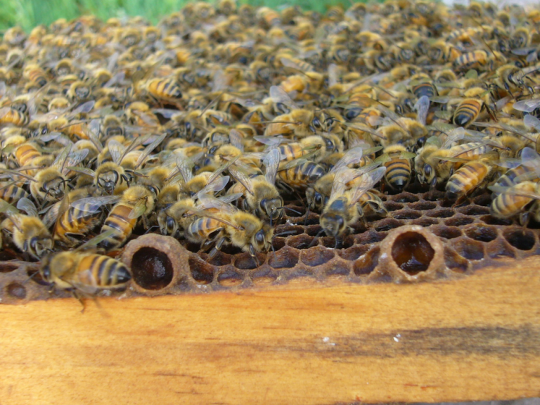 Understanding Colony Buildup and Decline: Part 7a - The Swarming ...