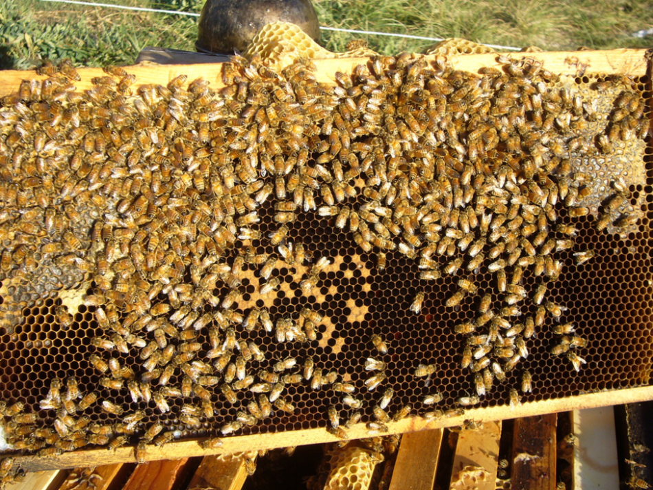 A Comparative Test Of The Pollen Subs (Part 1 & 2) - Scientific Beekeeping