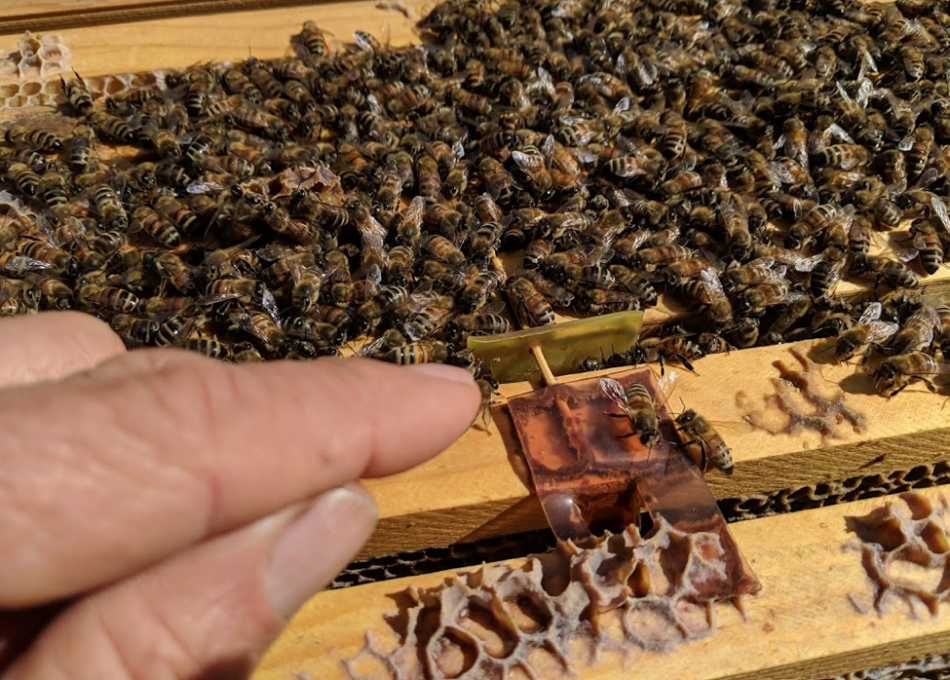 Mite Drift Quantification - Scientific Beekeeping