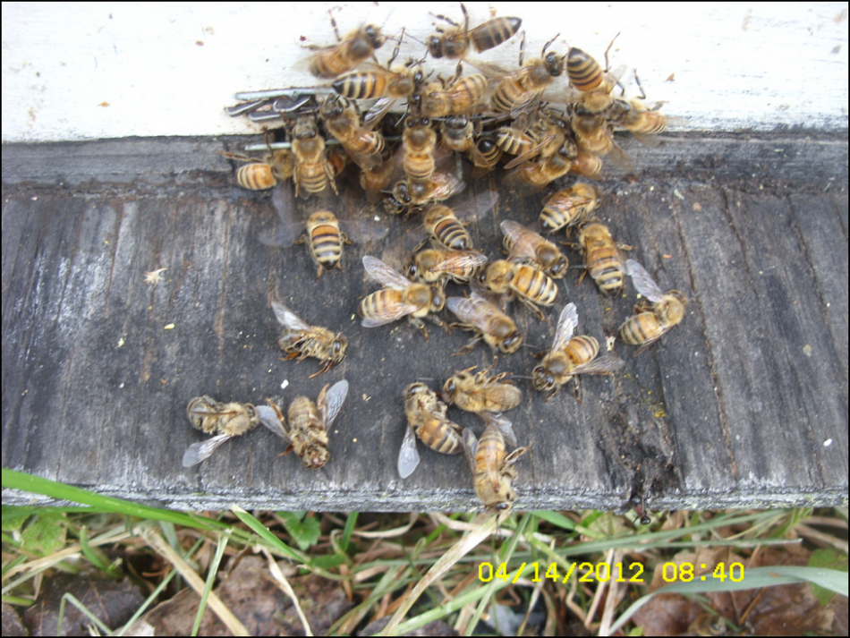 The Extinction of the Honey Bee? - Scientific Beekeeping