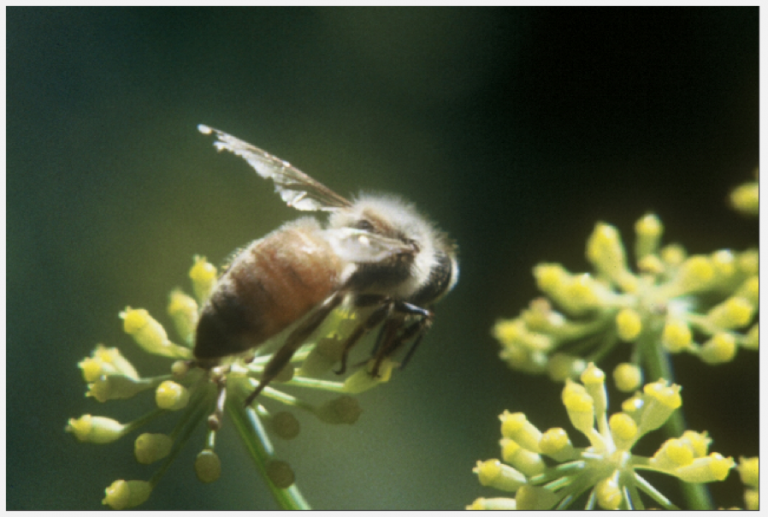 Old Bees/ Cold Bees/ No Bees? Part 1 - Scientific Beekeeping