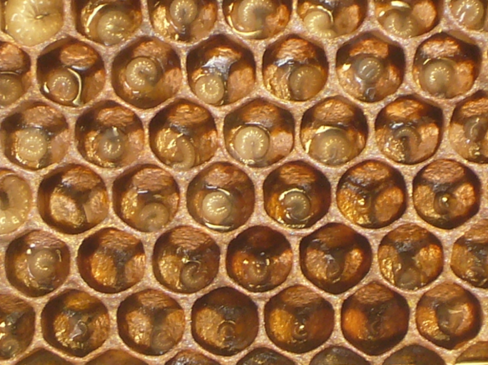 Observations on Pollen Subs - Scientific Beekeeping