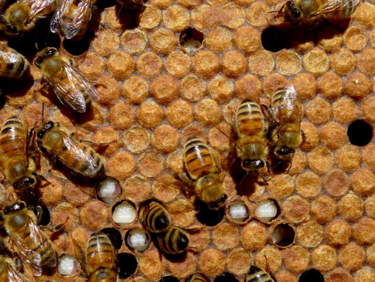 The Varroa Problem: Part 5- Striking a Deal with Varroa - Scientific ...