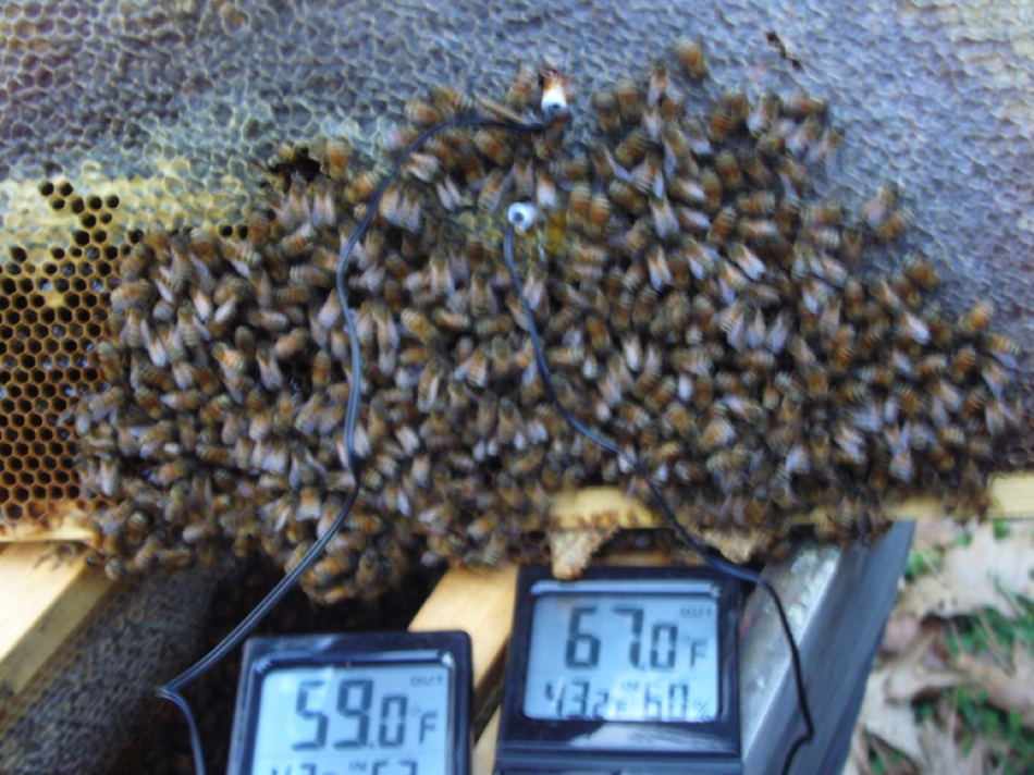 Understanding Colony Buildup and Decline: Part 13c - The Winter, and ...